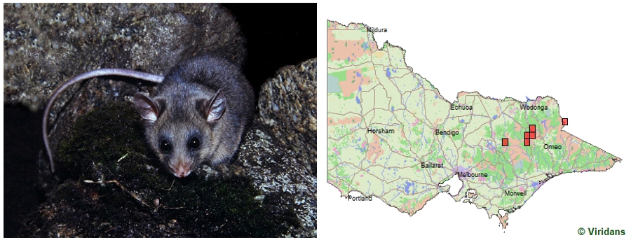 Rare Animals of Victoria